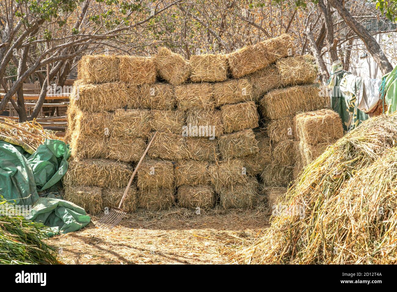 Hay stack, dry hay is piled up in the farmland. Agricultural scenarios ...