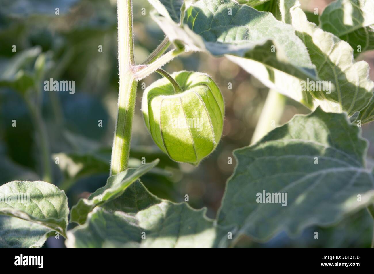 Physalis peruviana plant hi-res stock photography and images - Alamy