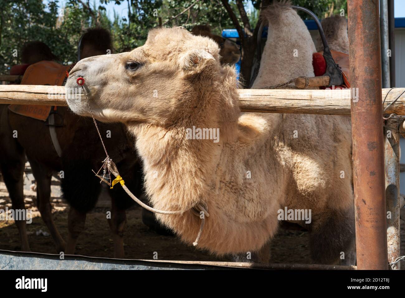 Camels farm, breeding shed in the rural farm, two-humped camels Stock ...