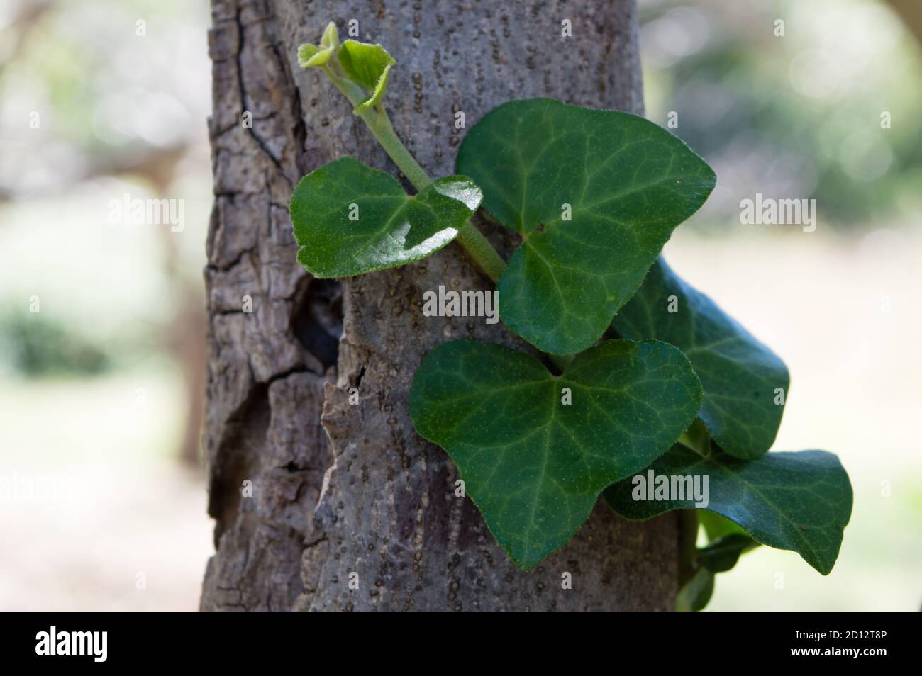 Decorative climber hi-res stock photography and images - Alamy