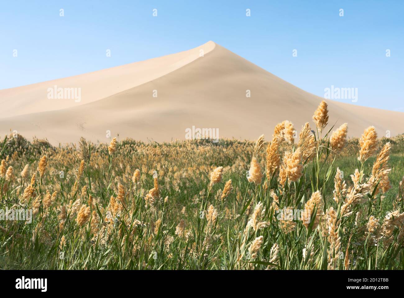 China desert plant hi-res stock photography and images - Alamy