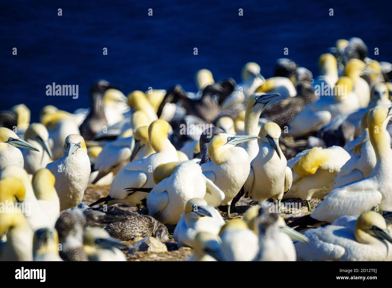 Gannet birds in the Bonaventure Island, near Perce, at the tip of Gaspe ...