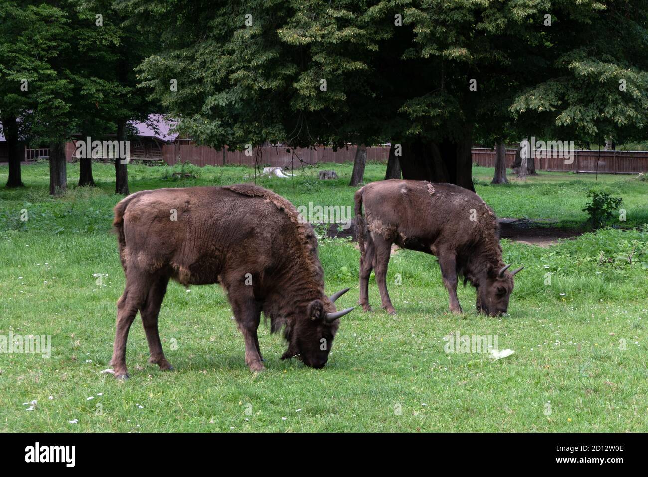 Bialowieza forest unesco world heritage site hi-res stock photography ...