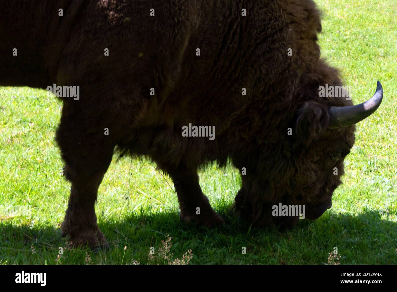 Bialowieza forest unesco world heritage site hi-res stock photography ...