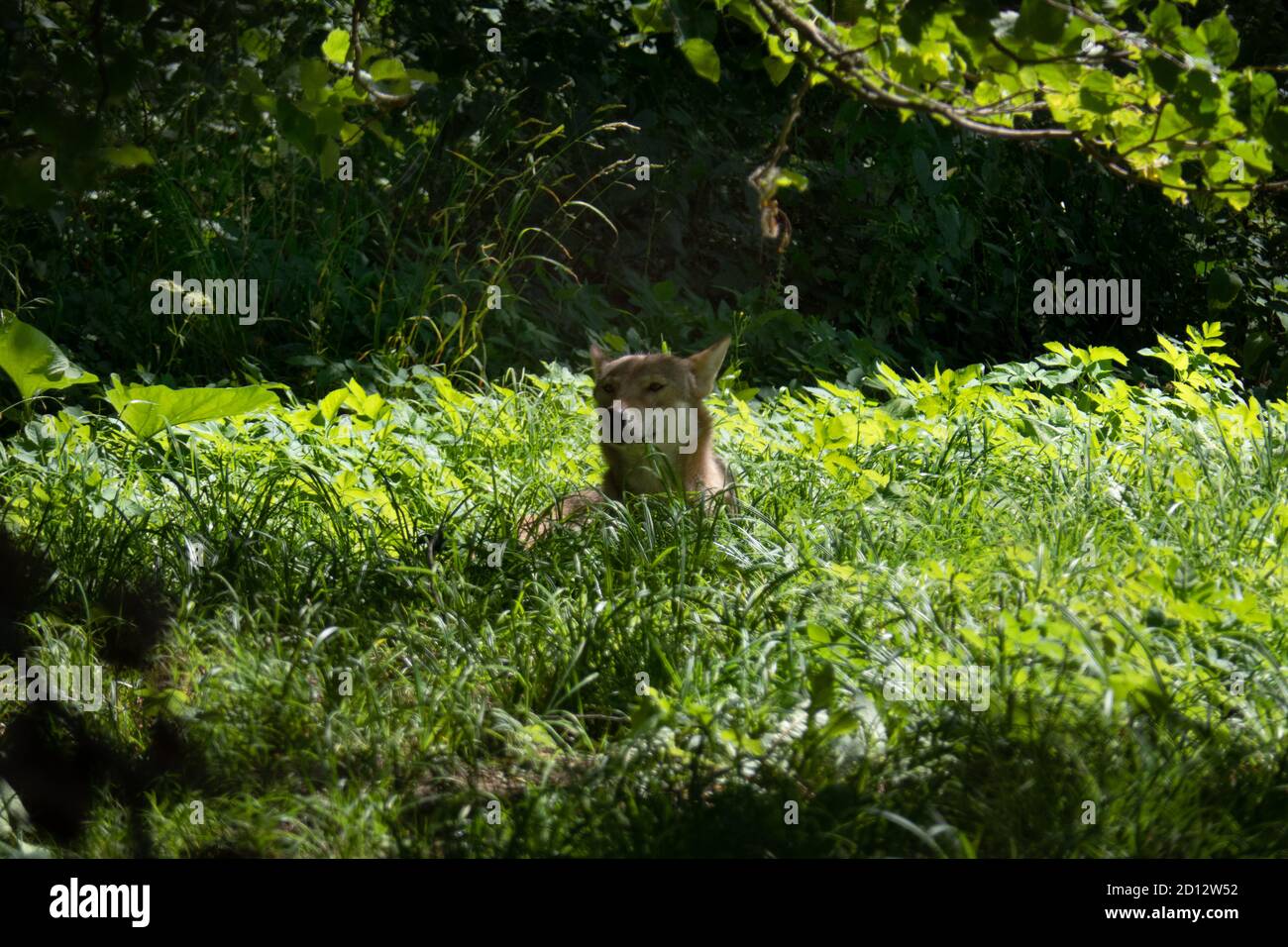 Bialowieza forest wolf hi-res stock photography and images - Alamy