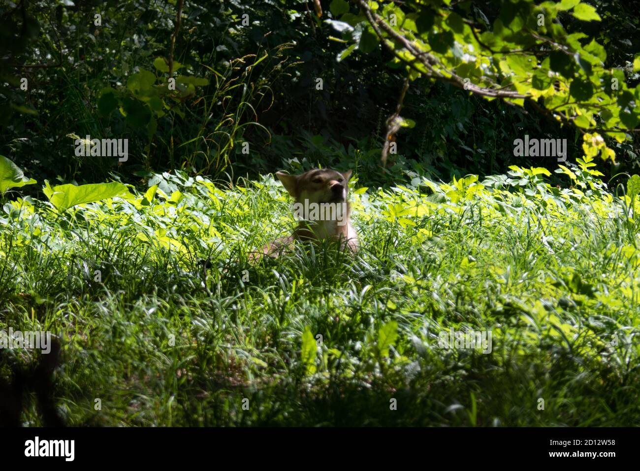 Bialowieza forest wolf hi-res stock photography and images - Alamy