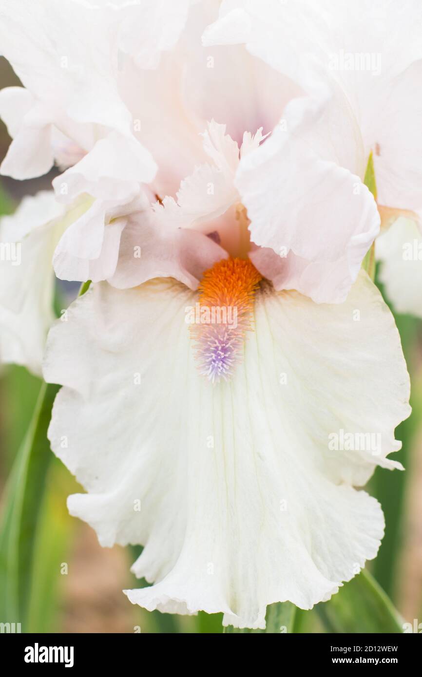 Beautiful multicolored iris flower bloom in the garden. Close up ...
