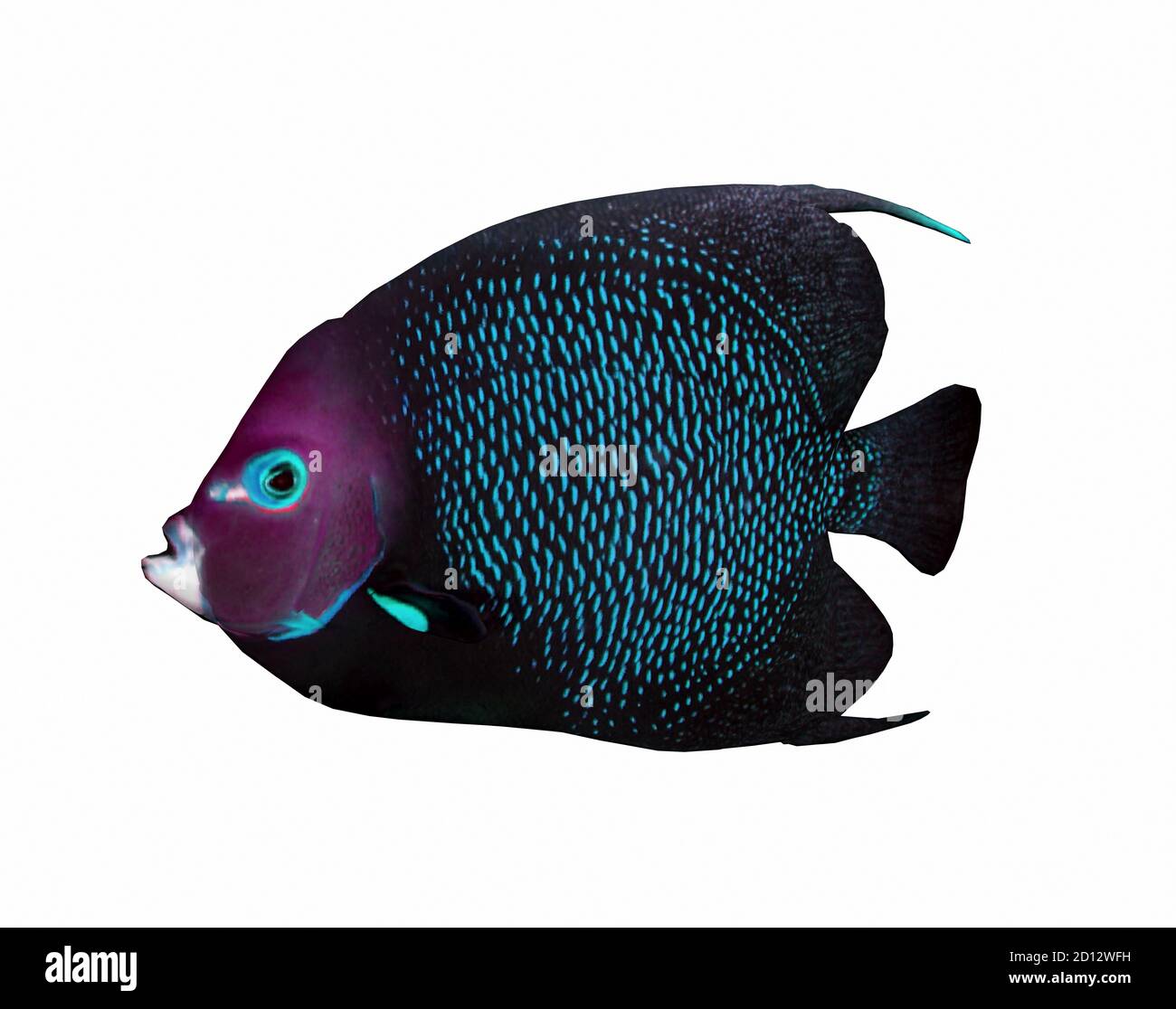blue discus fish swims in the aquarium Stock Photo - Alamy