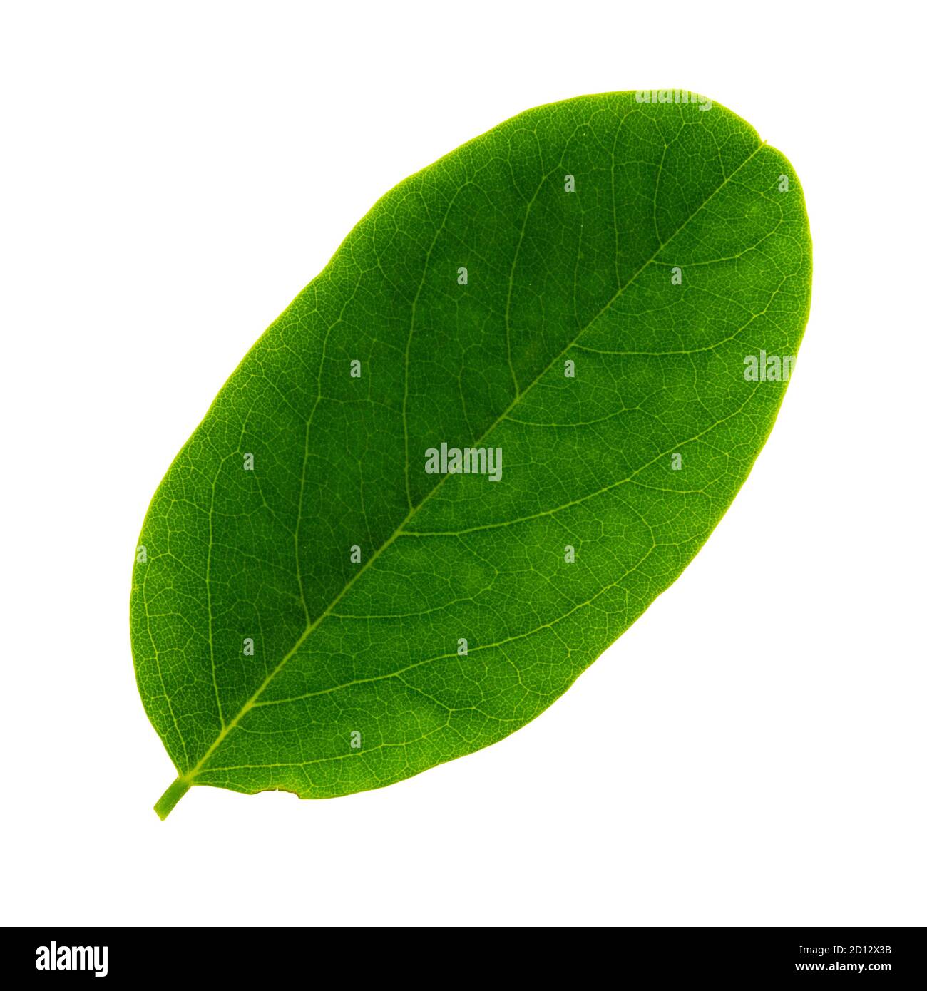 one leaf of acacia isolated on the white background, top side of leaf ...