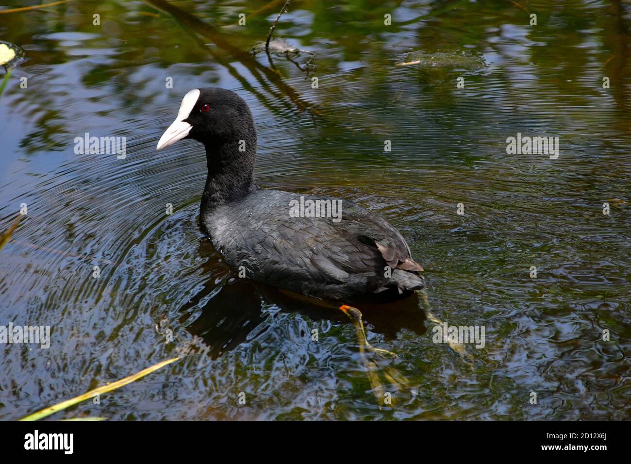 Female moorhen hi-res stock photography and images - Alamy