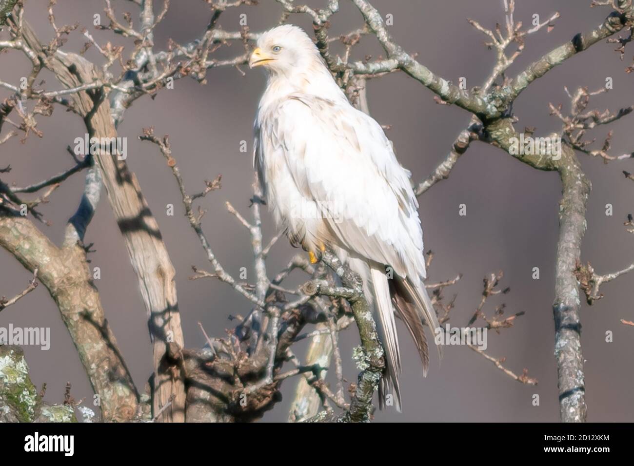 Leucistic red kite hi-res stock photography and images - Alamy