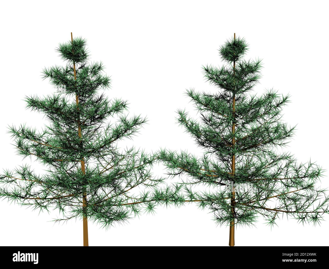 Tree with branches, twigs and foliage Stock Photo - Alamy