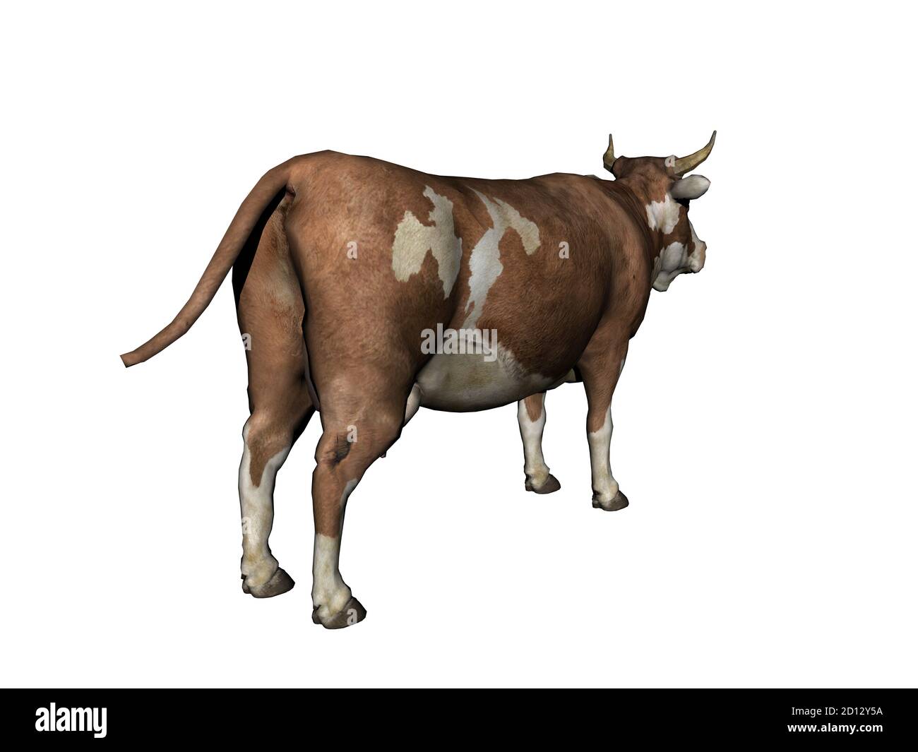 Pied cow hi-res stock photography and images - Alamy