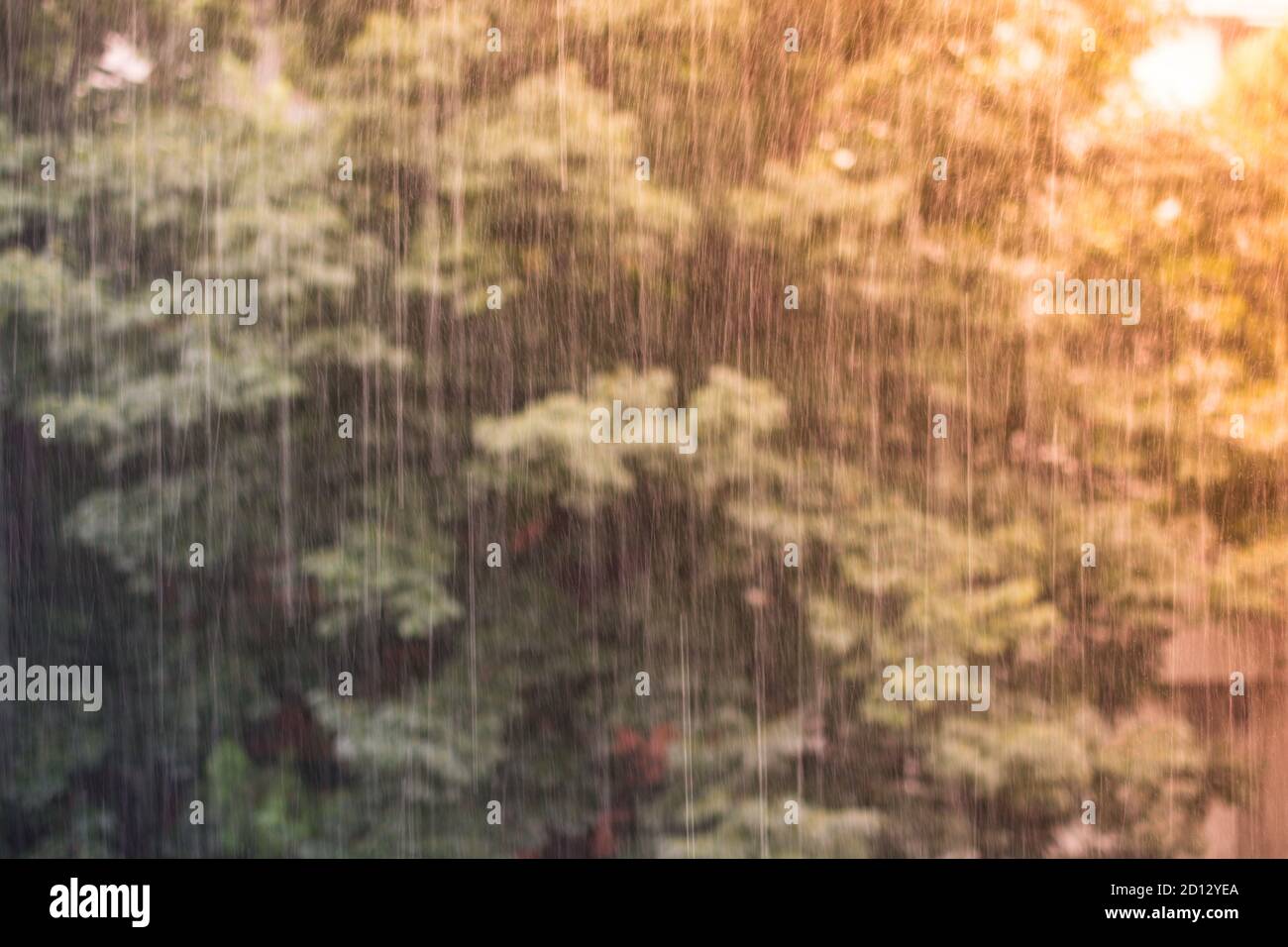 Close up of large tree during rain on display Stock Photo - Alamy