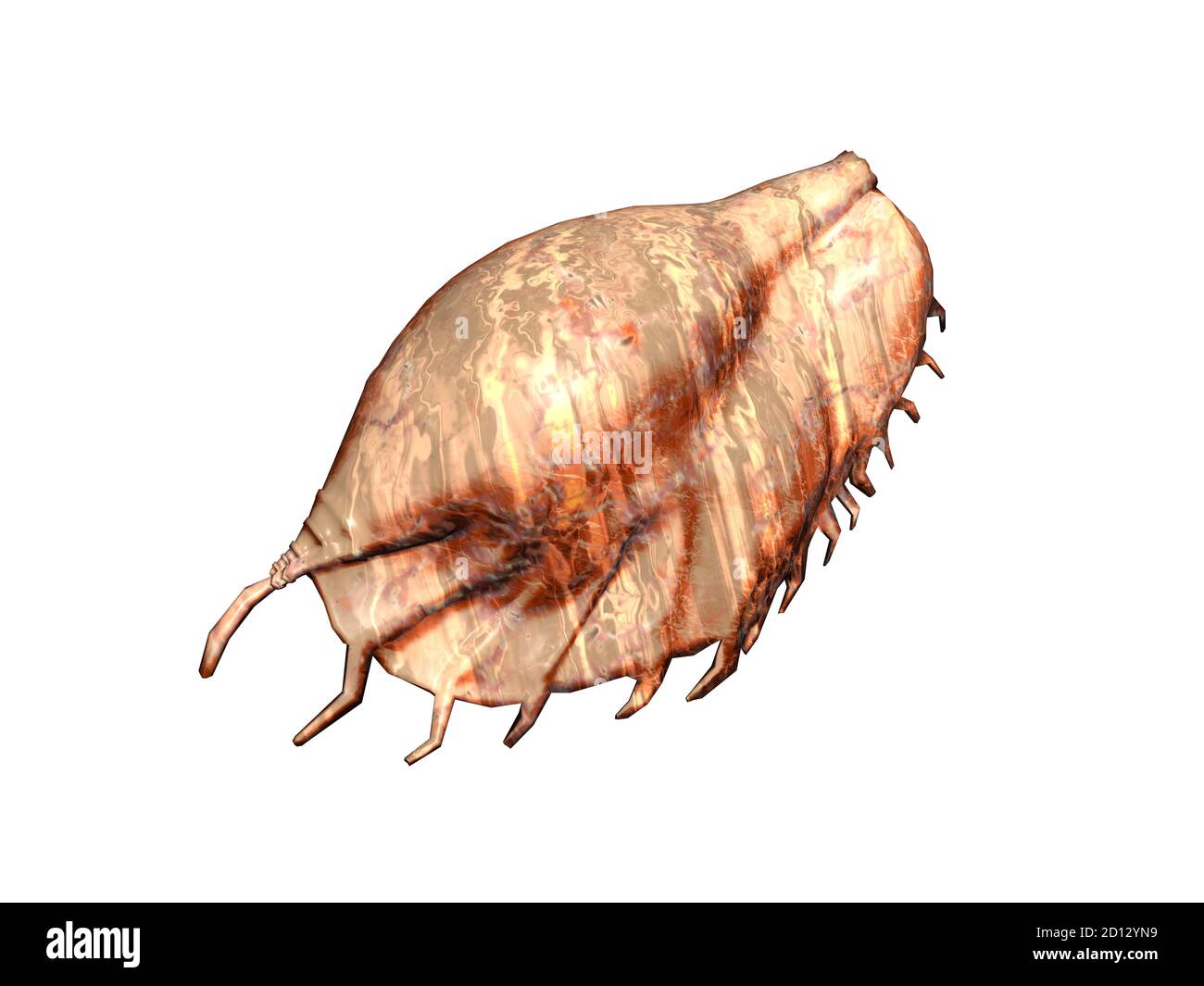 large shiny mother-of-pearl snail shell Stock Photo - Alamy