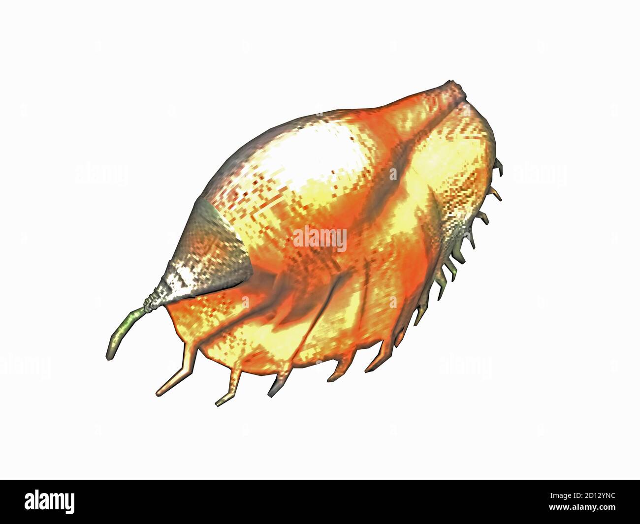 large shiny mother-of-pearl snail shell Stock Photo - Alamy