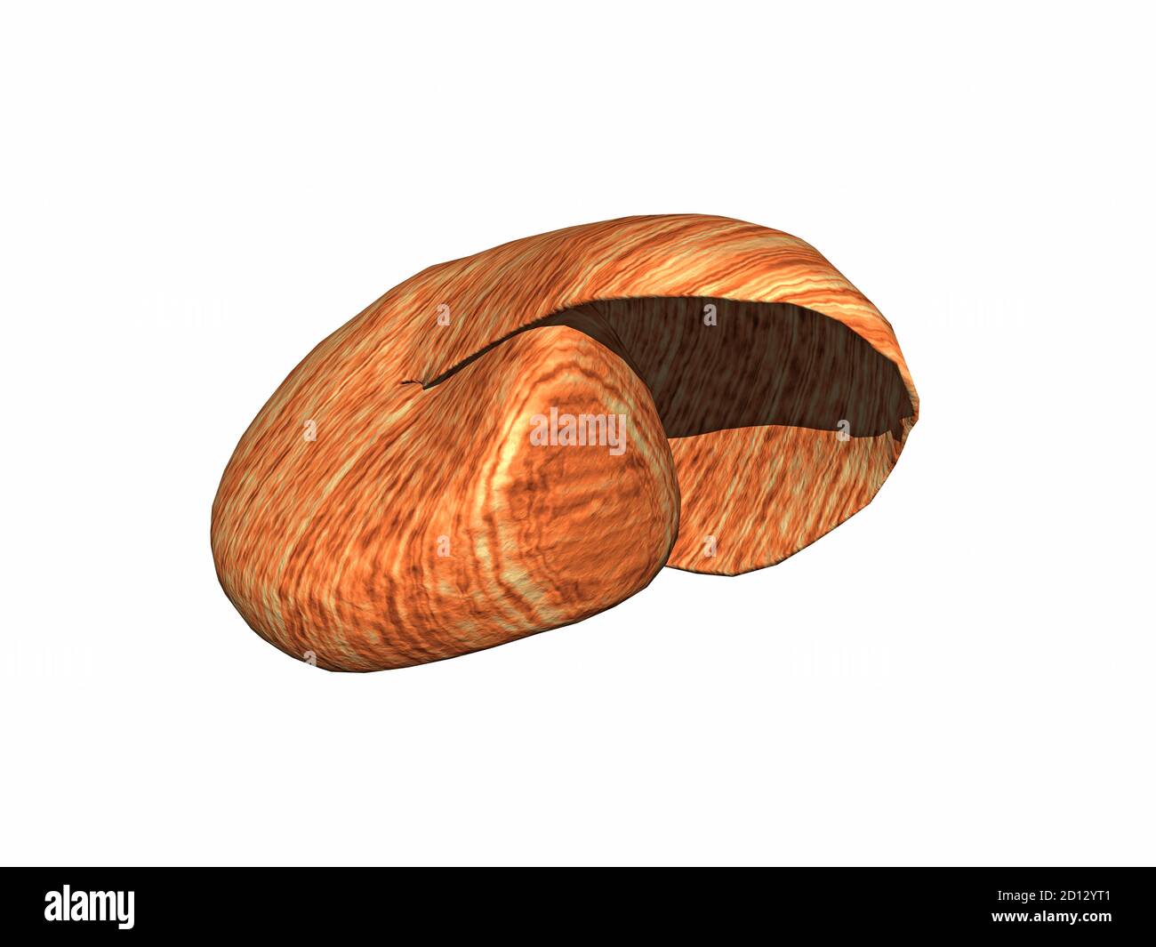 large shiny mother-of-pearl snail shell Stock Photo - Alamy