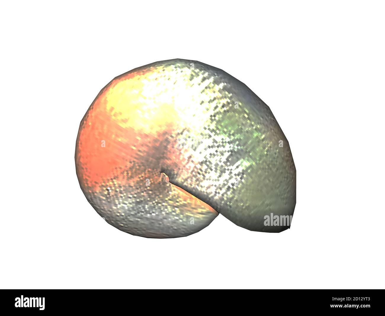 large shiny mother-of-pearl snail shell Stock Photo - Alamy