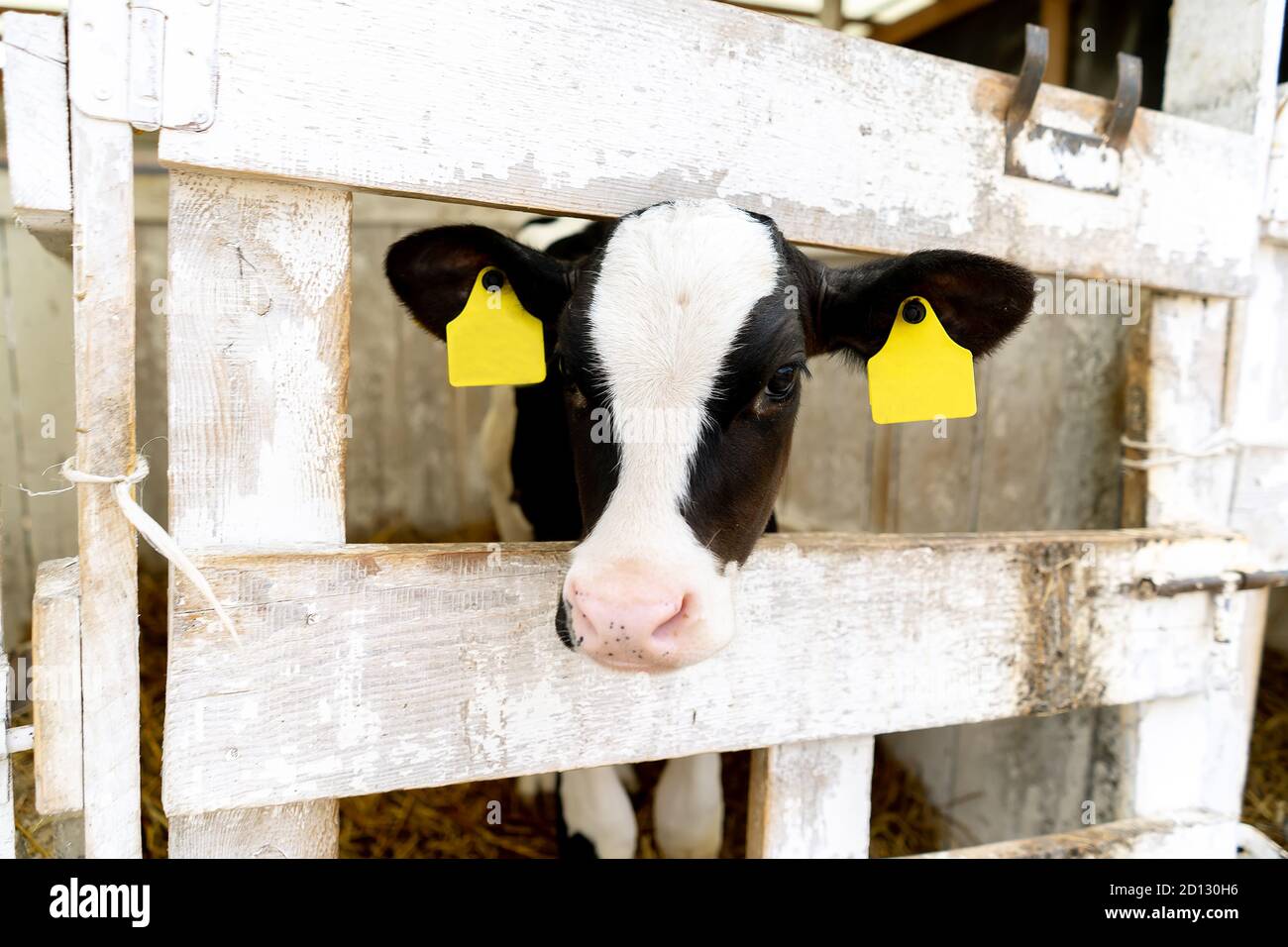 Calfs face hi-res stock photography and images - Alamy