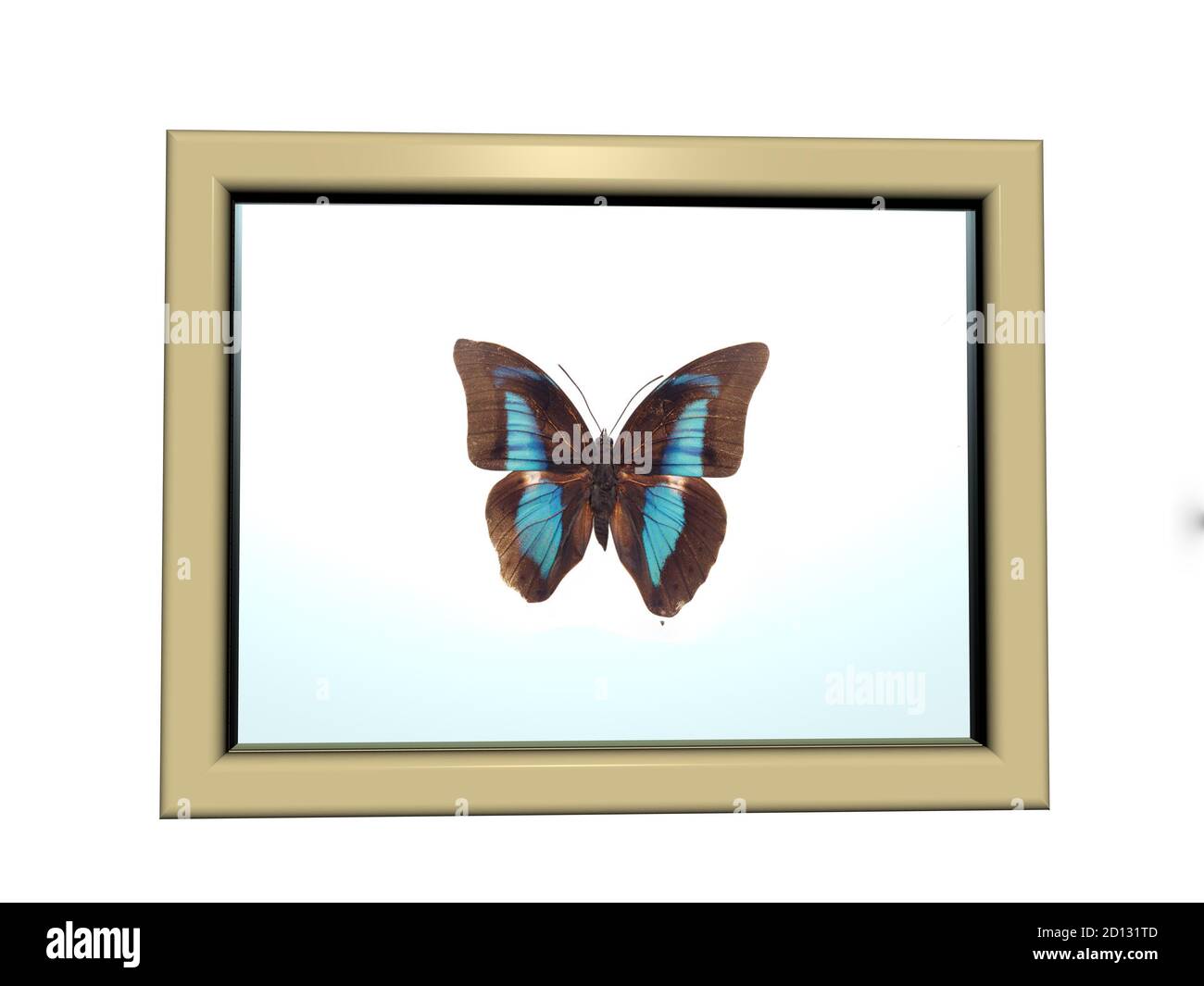 picture frame with beautiful butterflies on the wall Stock Photo - Alamy