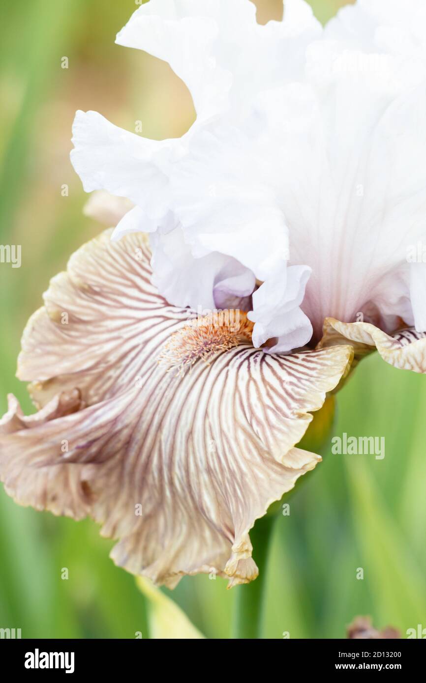Beautiful multicolored iris flower bloom in the garden. Close up ...