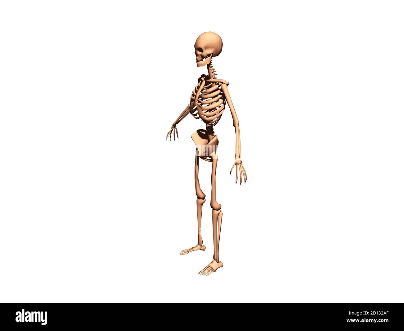 human skeleton with all bones Stock Photo - Alamy