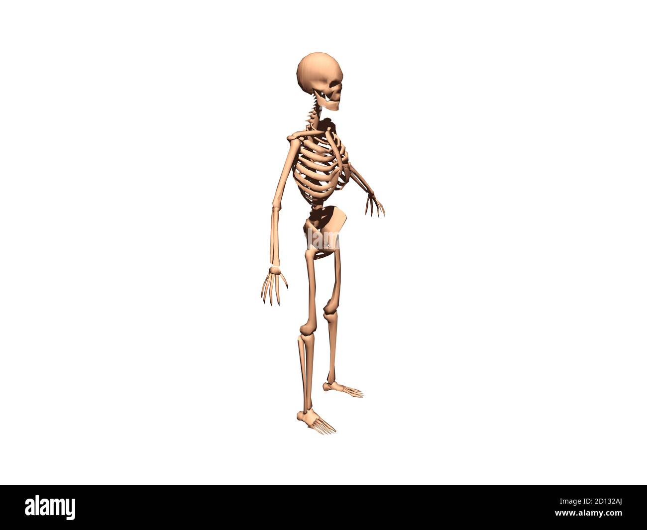 human skeleton with all bones Stock Photo - Alamy