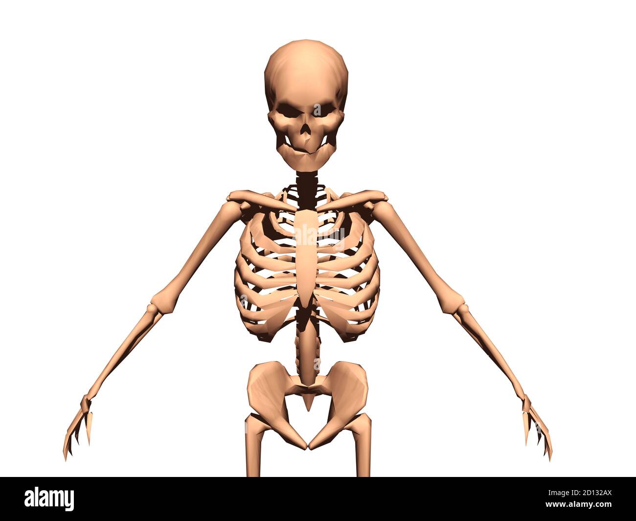 human skeleton with all bones Stock Photo - Alamy