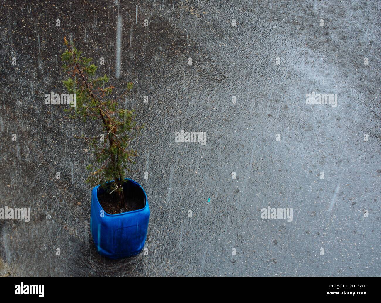 Tree in a blue plastic bucket on a rainy day Stock Photo - Alamy