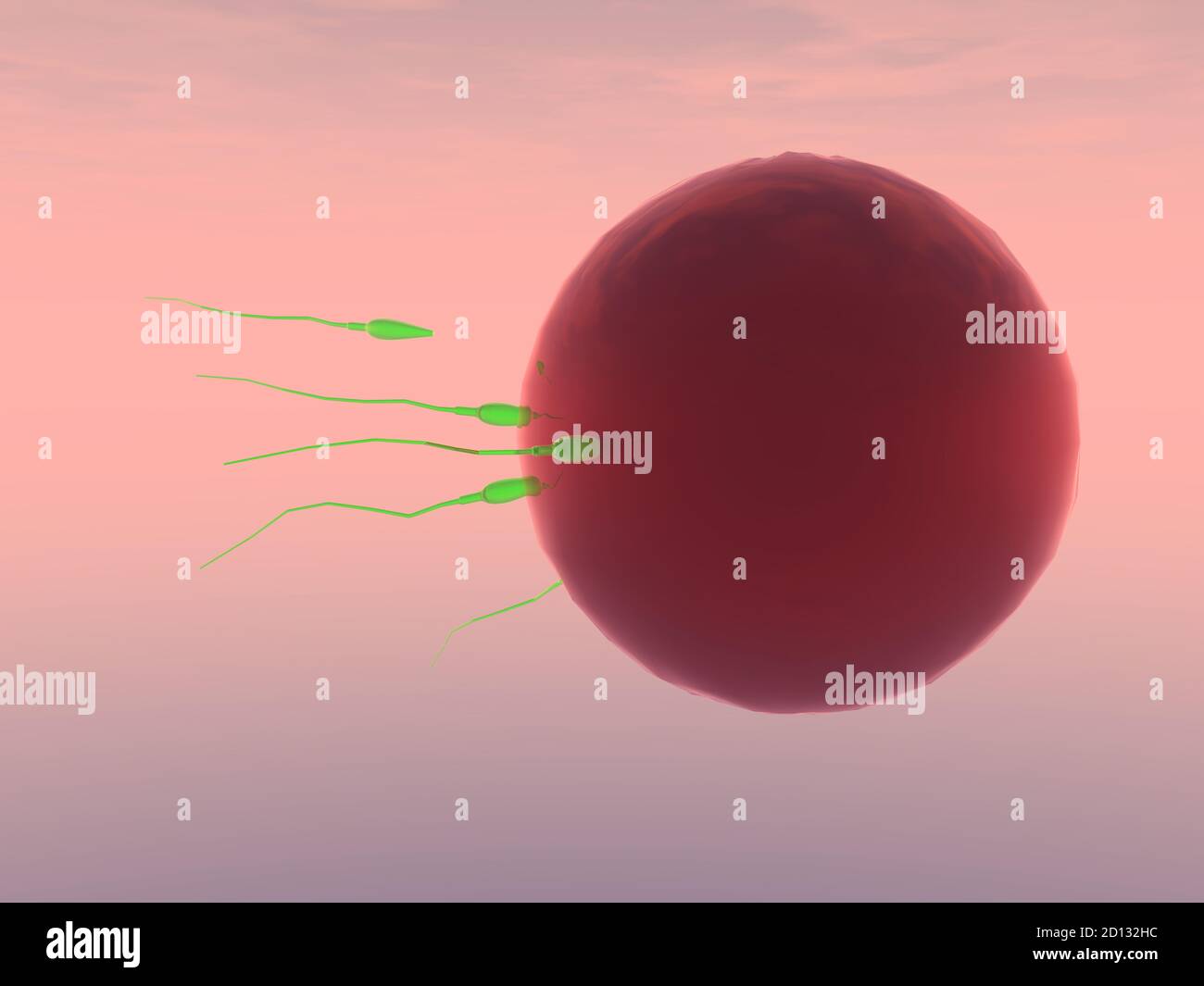 Fertilized egg cell hi-res stock photography and images - Alamy