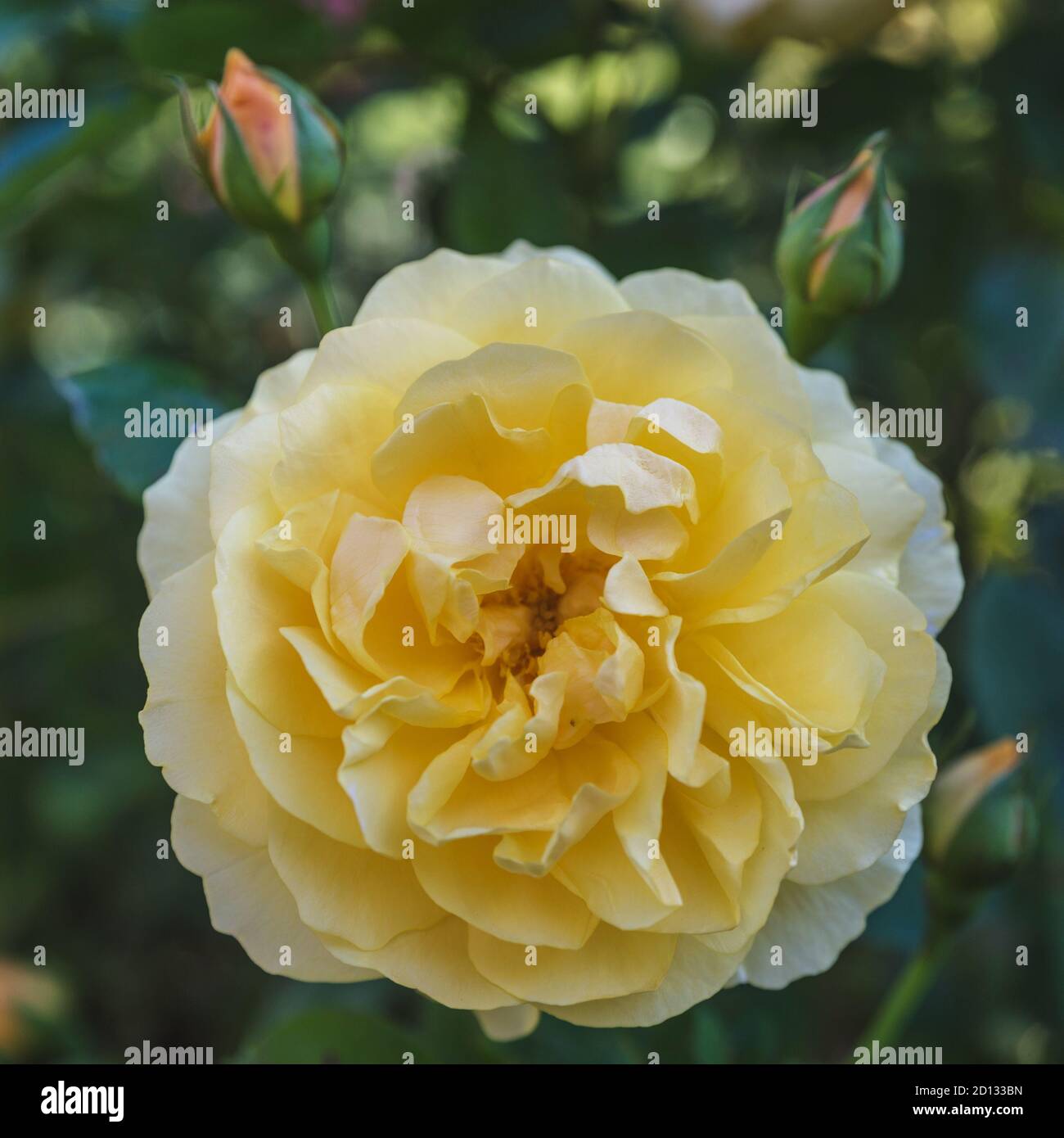 Graham Thomas Rose Garden High Resolution Stock Photography and Images ...
