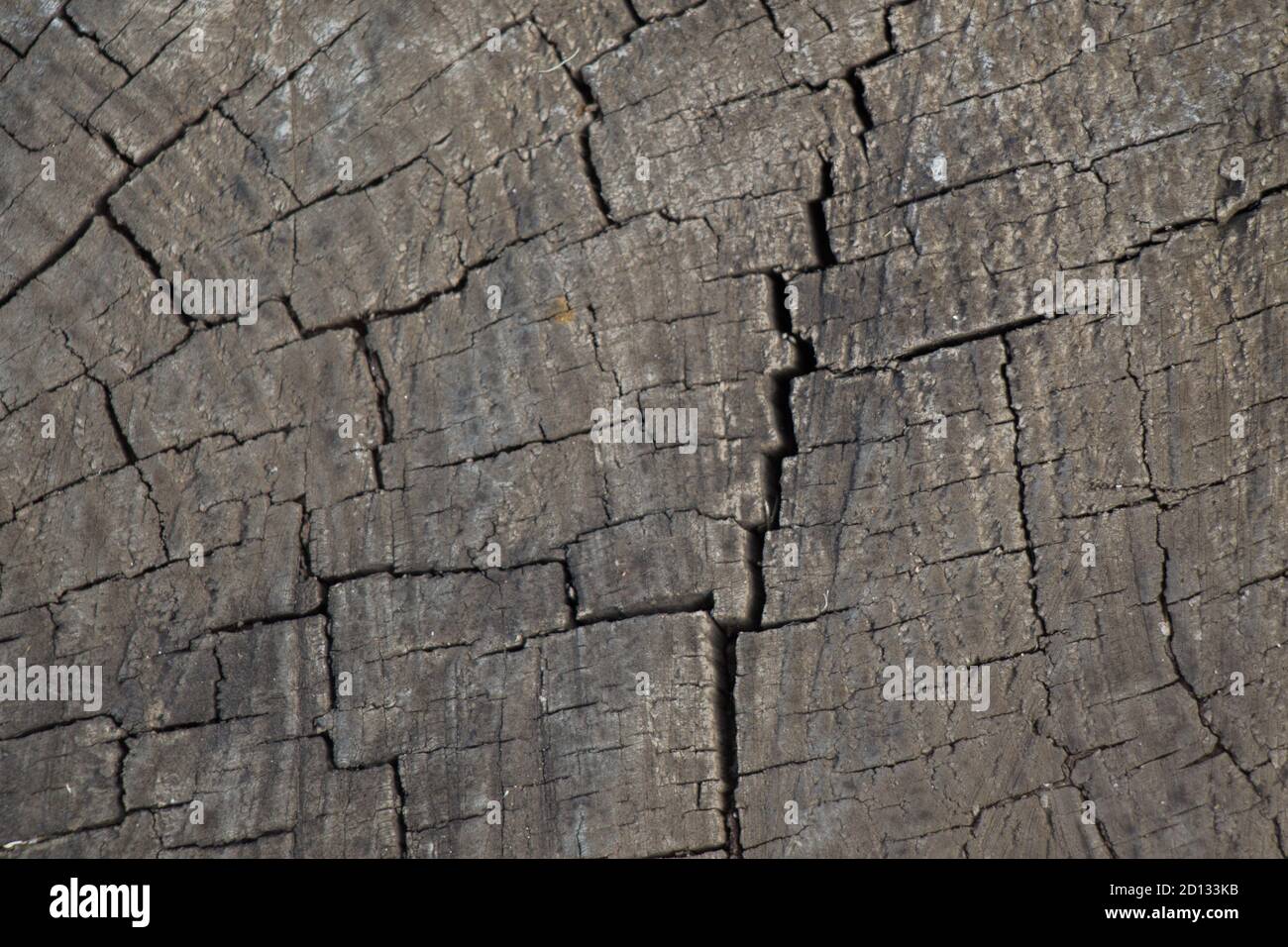 Old Weathered cracked tree stump texture background with the cross section Stock Photo - Alamy