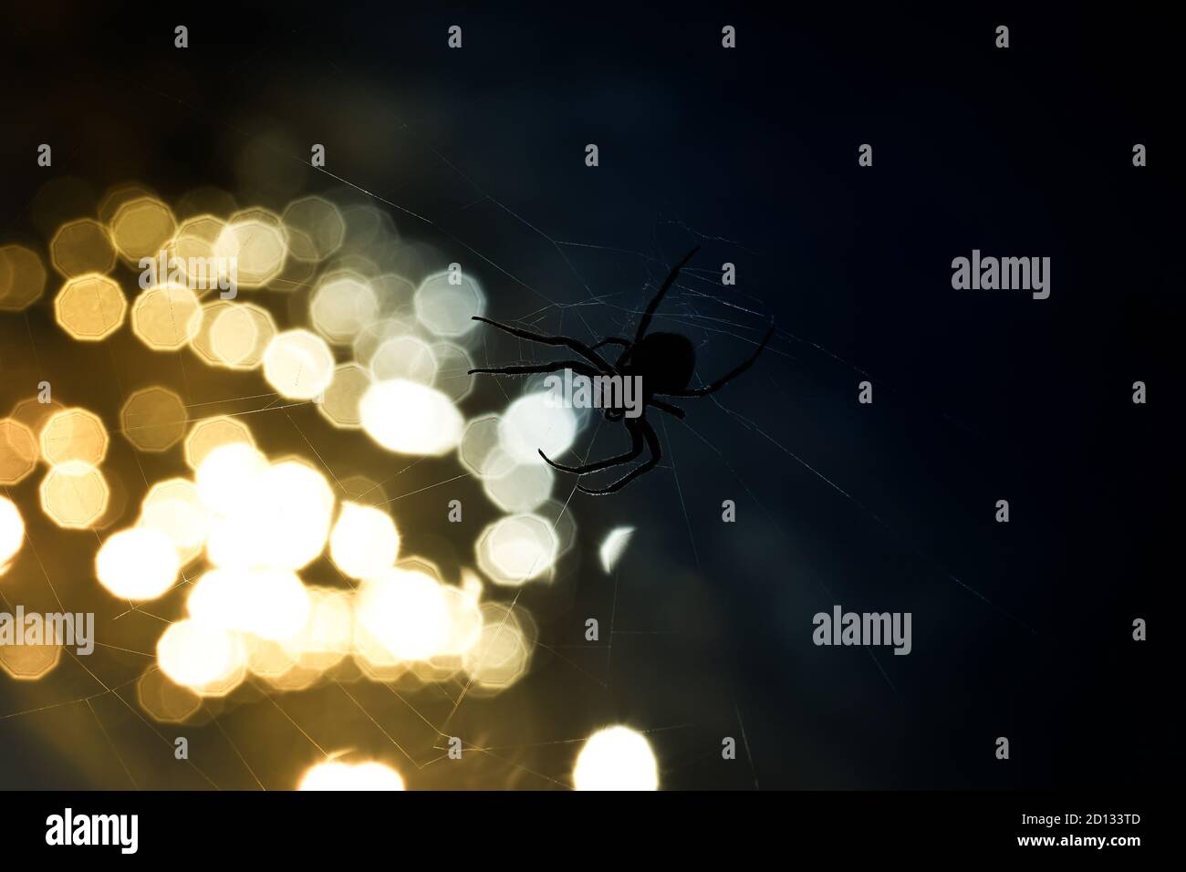Glowing spider hi-res stock photography and images - Alamy