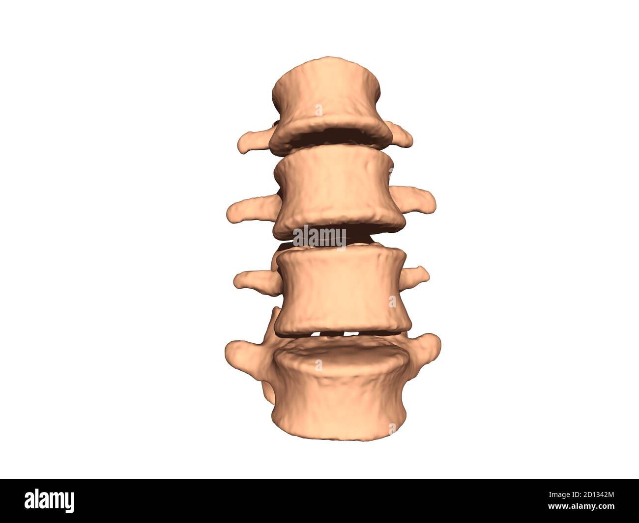 Spine with bones and cartilage Stock Photo - Alamy