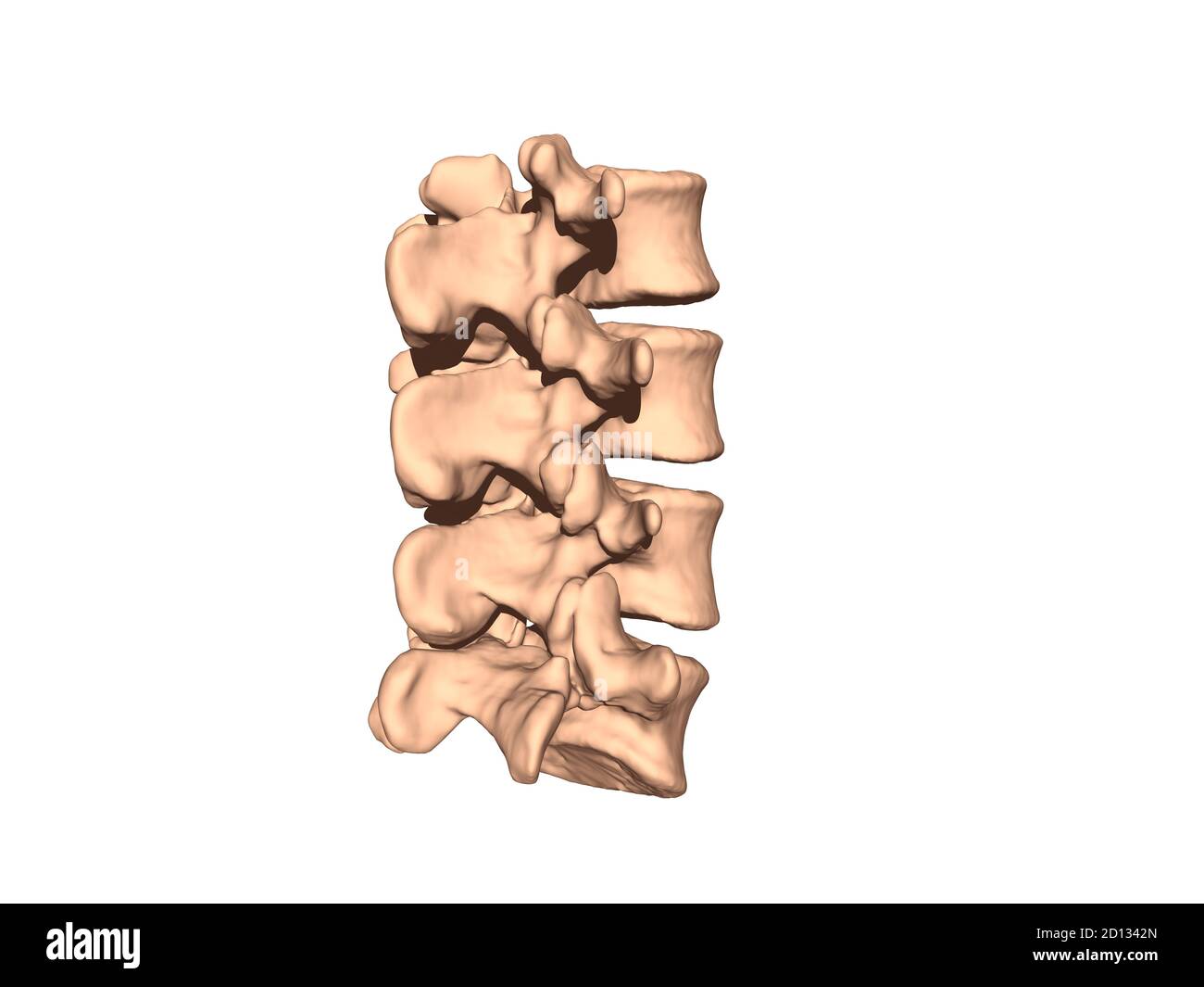Spine with bones and cartilage Stock Photo - Alamy