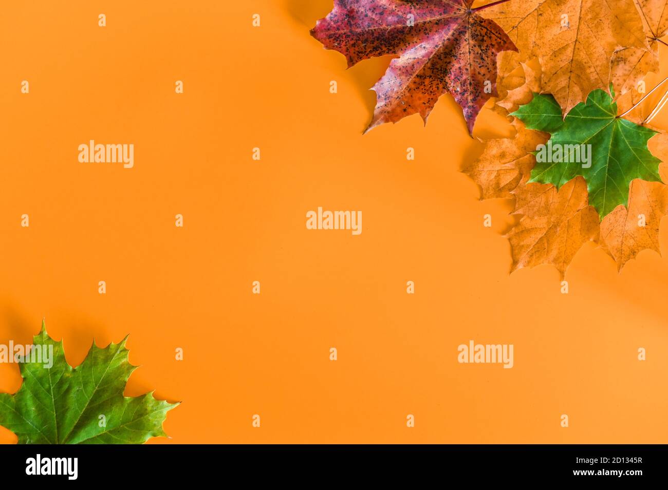 Autumn orange background with colored maple leaves Stock Photo - Alamy