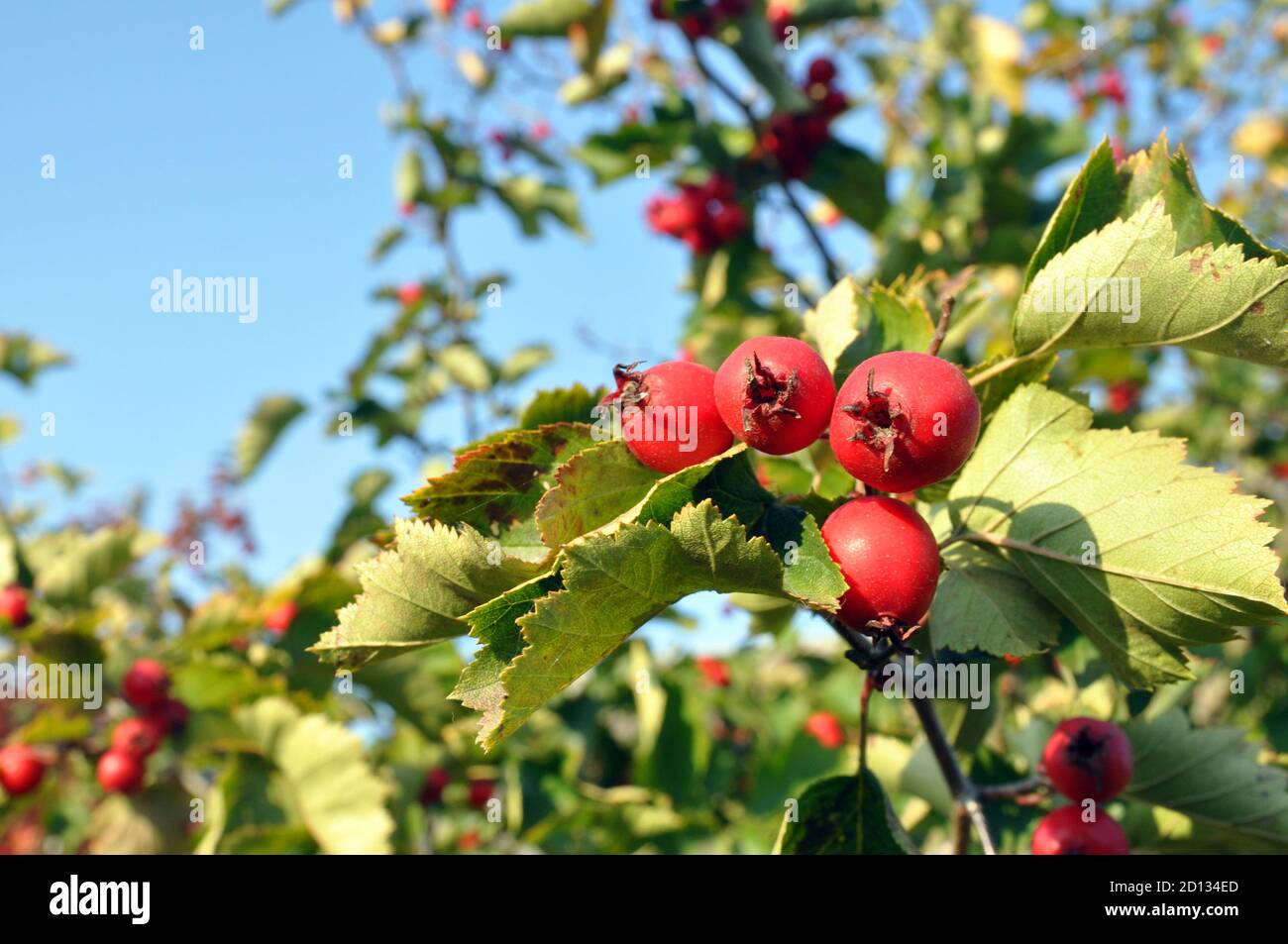 Hawthorn Tree Garden High Resolution Stock Photography and Images - Alamy