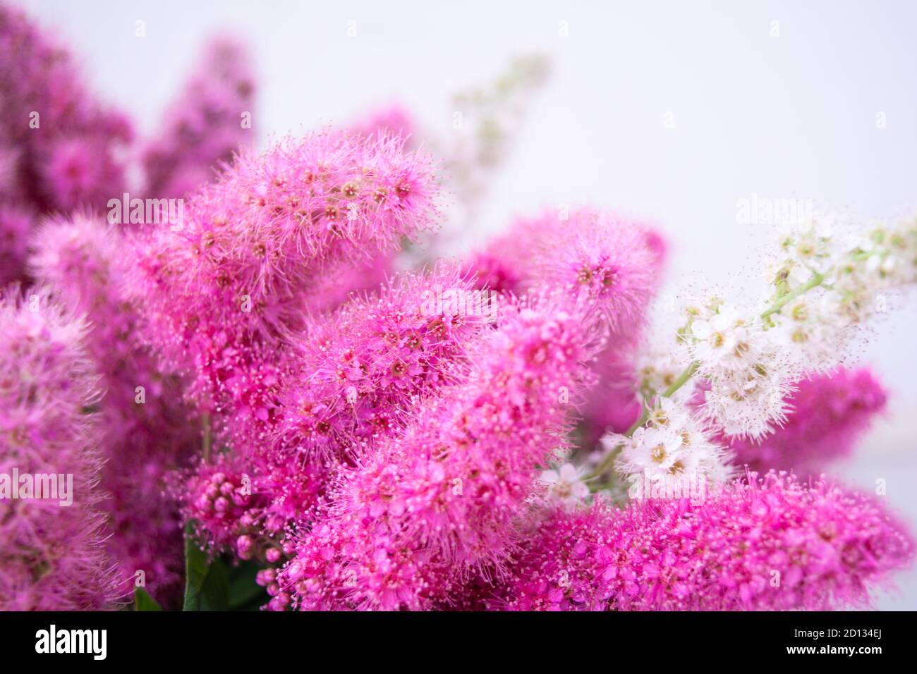 Pink Spirea flowers on bush. Spiraea flowers decorative gardening and ...