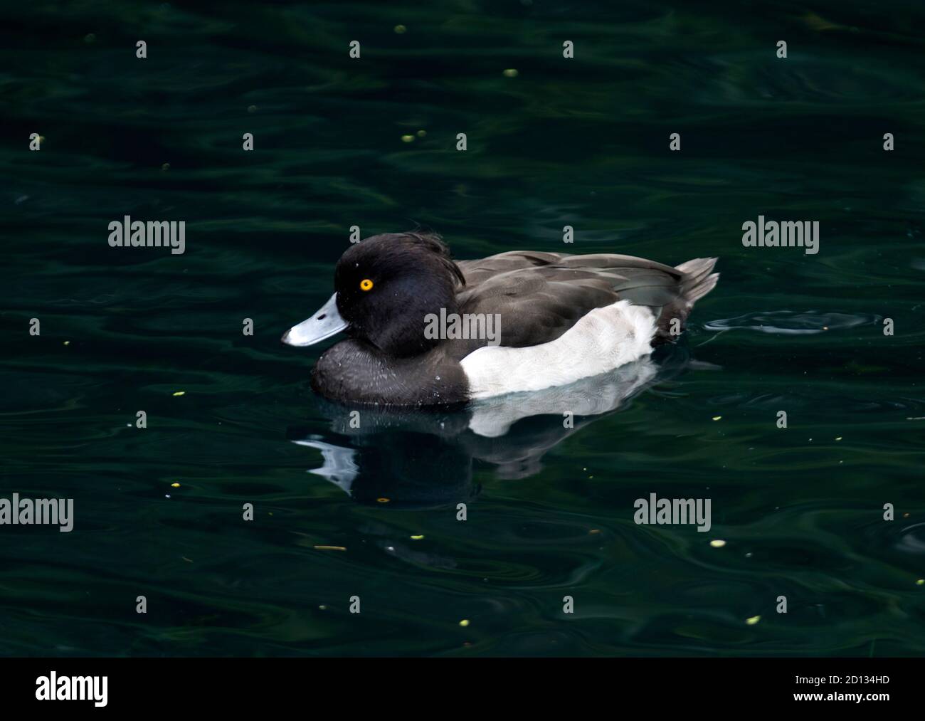 A smaller member of the duck family, the Tufted Duck is an energetic ...