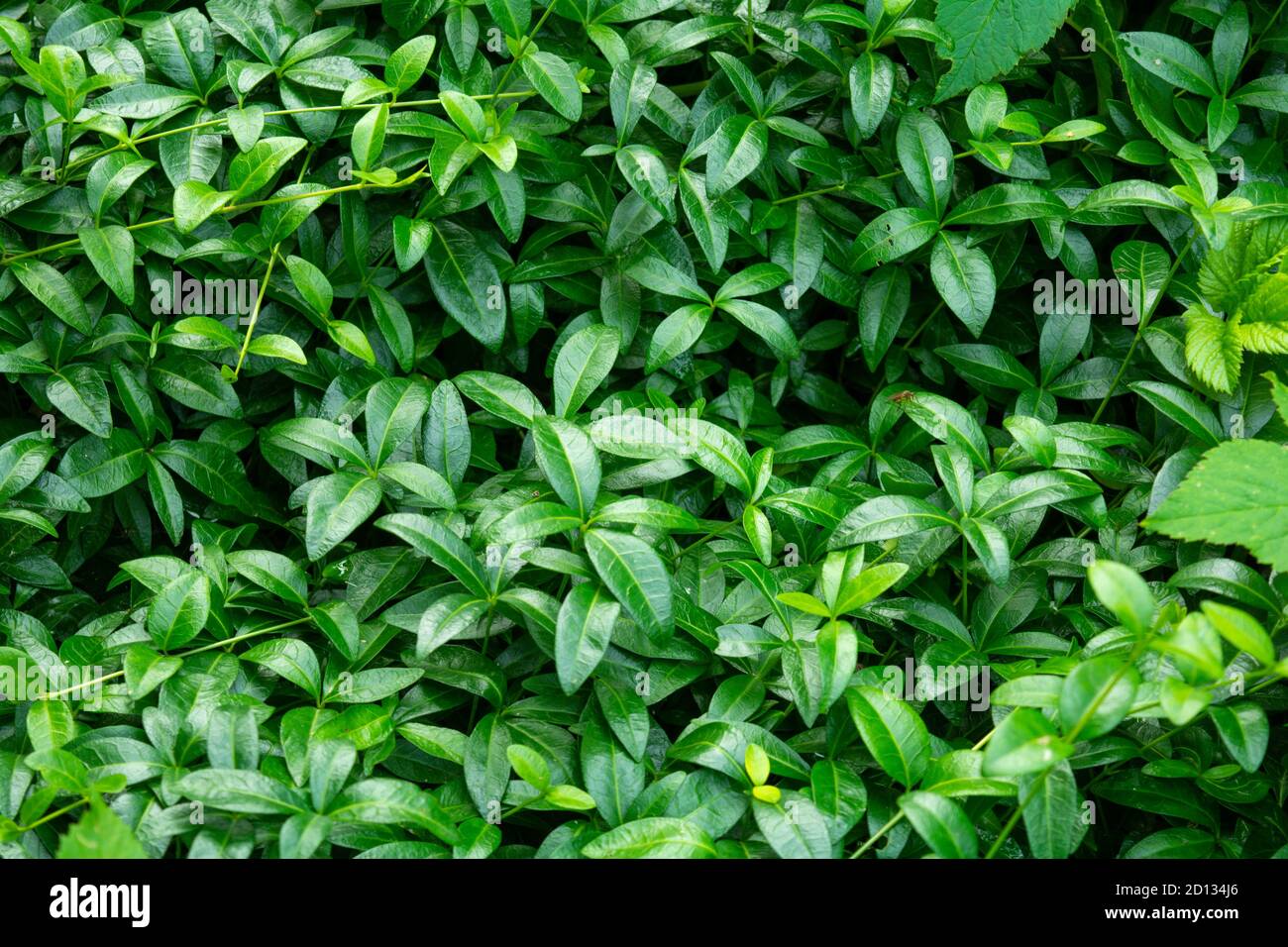 Green Ground Cover Small Leaves High Resolution Stock Photography and ...