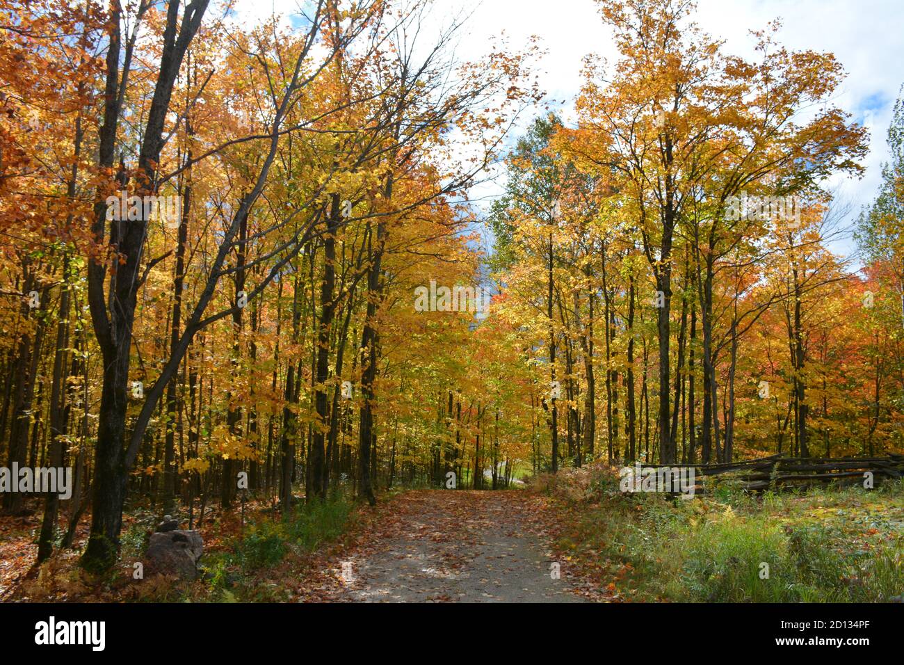 Yellow hardwood forest in forest in Ontario Stock Photo - Alamy
