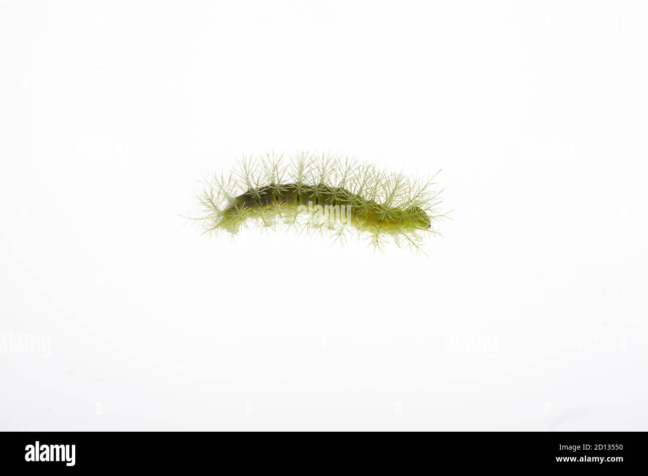 Arthropodclose hi-res stock photography and images - Alamy