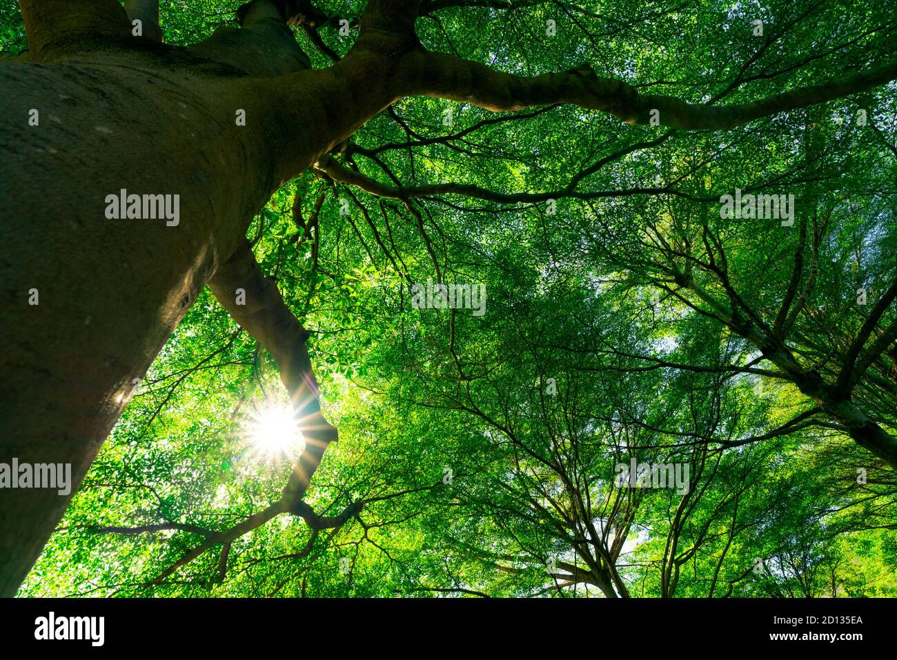 Bottom view of tree trunk to green leaves of big tree in tropical ...