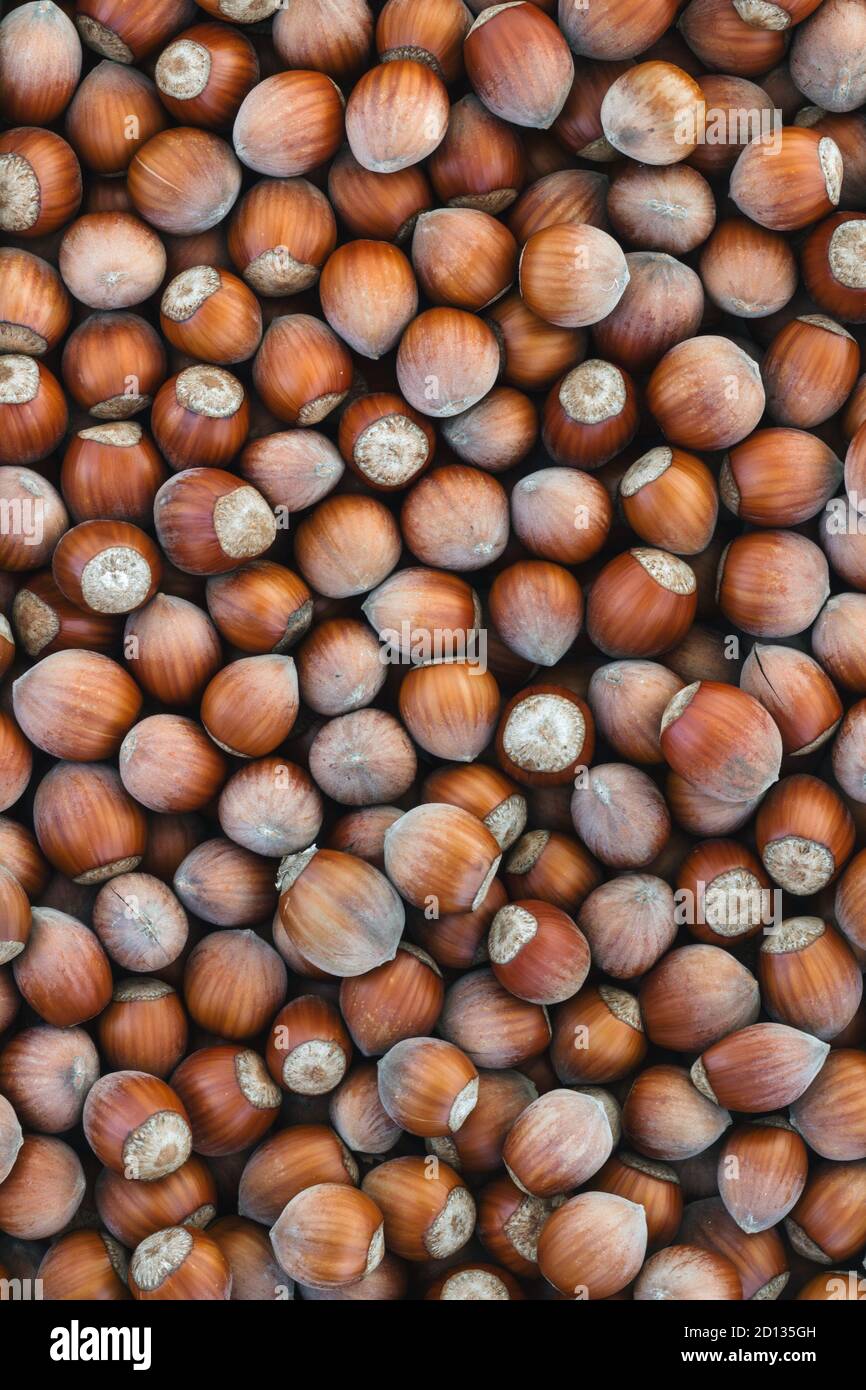 Hazelnuts vertical background. Top view of a group of hazelnuts of ...