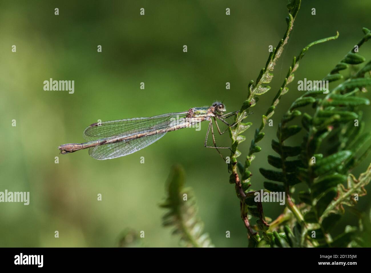 Common Spreadwing - Common Emerald Damselfly ( Lestes sponsa), female ...