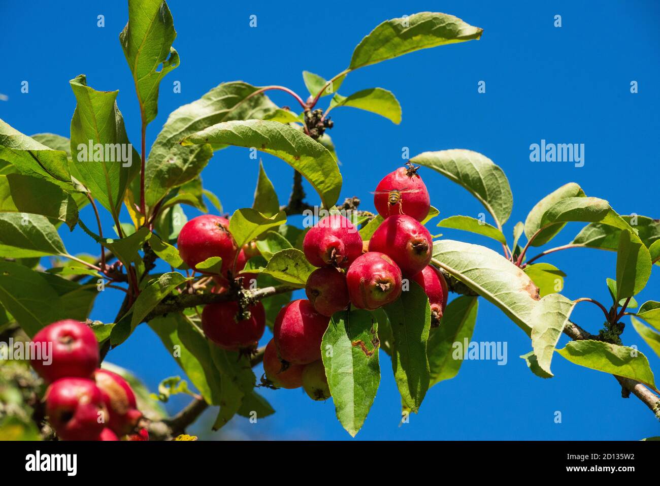 Siberian Crab Apple (Malus baccata lutea), fruits Stock Photo - Alamy