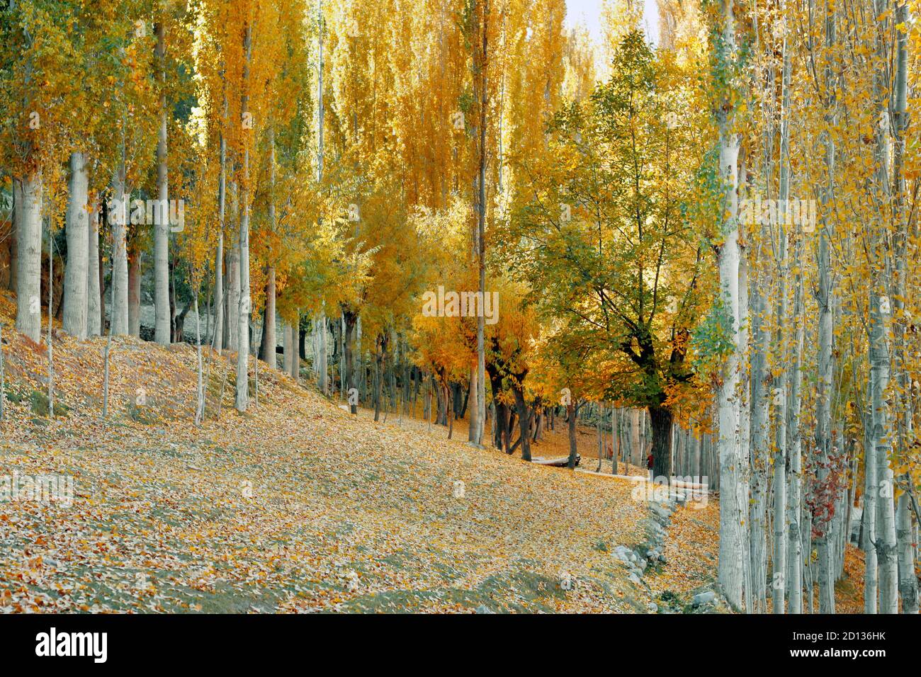 landscape photos of norhtern areas of gilgit baltistan in autumn season ...