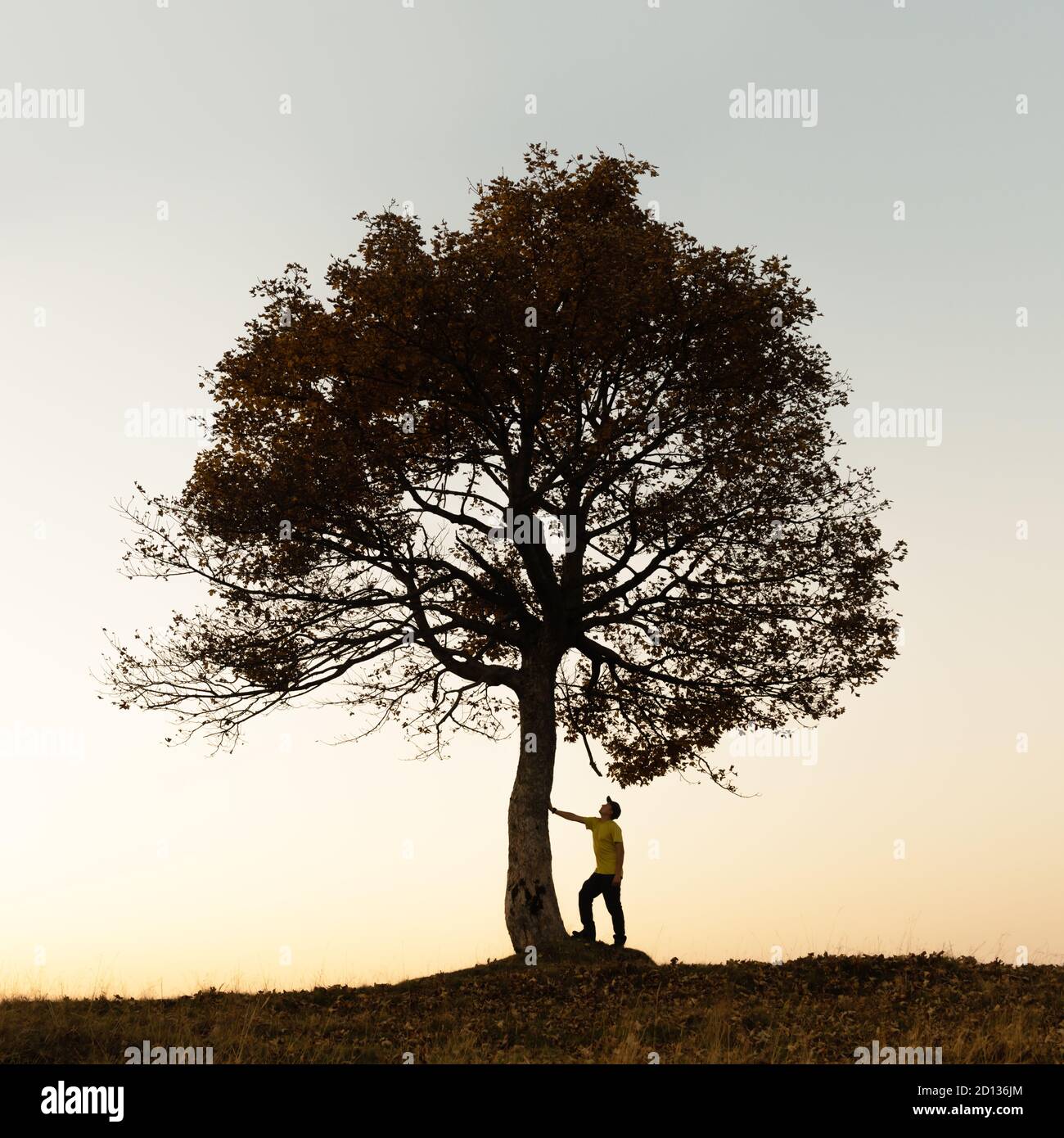 Beech tree silhouette hi-res stock photography and images - Alamy