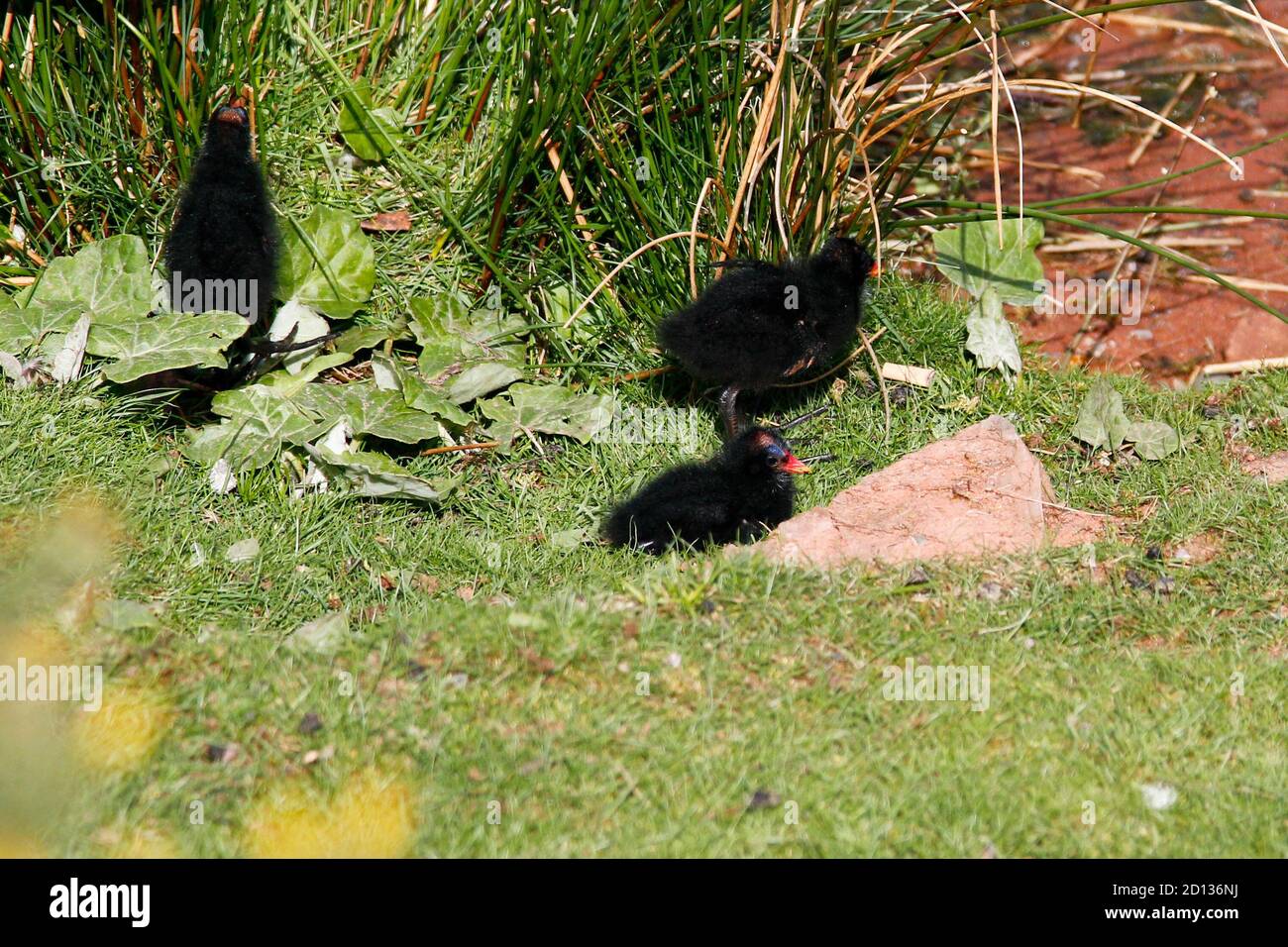 Moorhen fledglings hi-res stock photography and images - Alamy