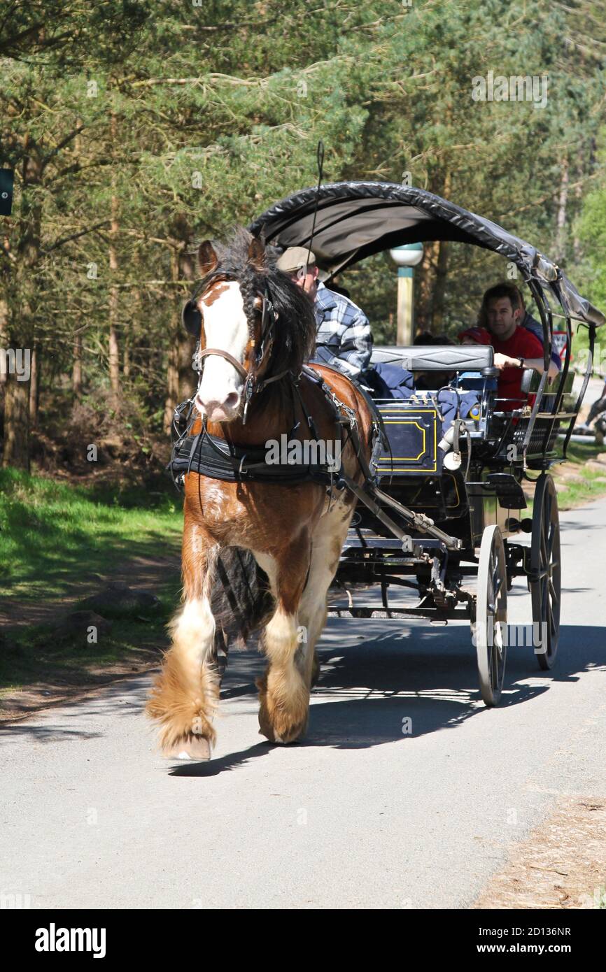 Horses gallop carriage hi-res stock photography and images - Alamy